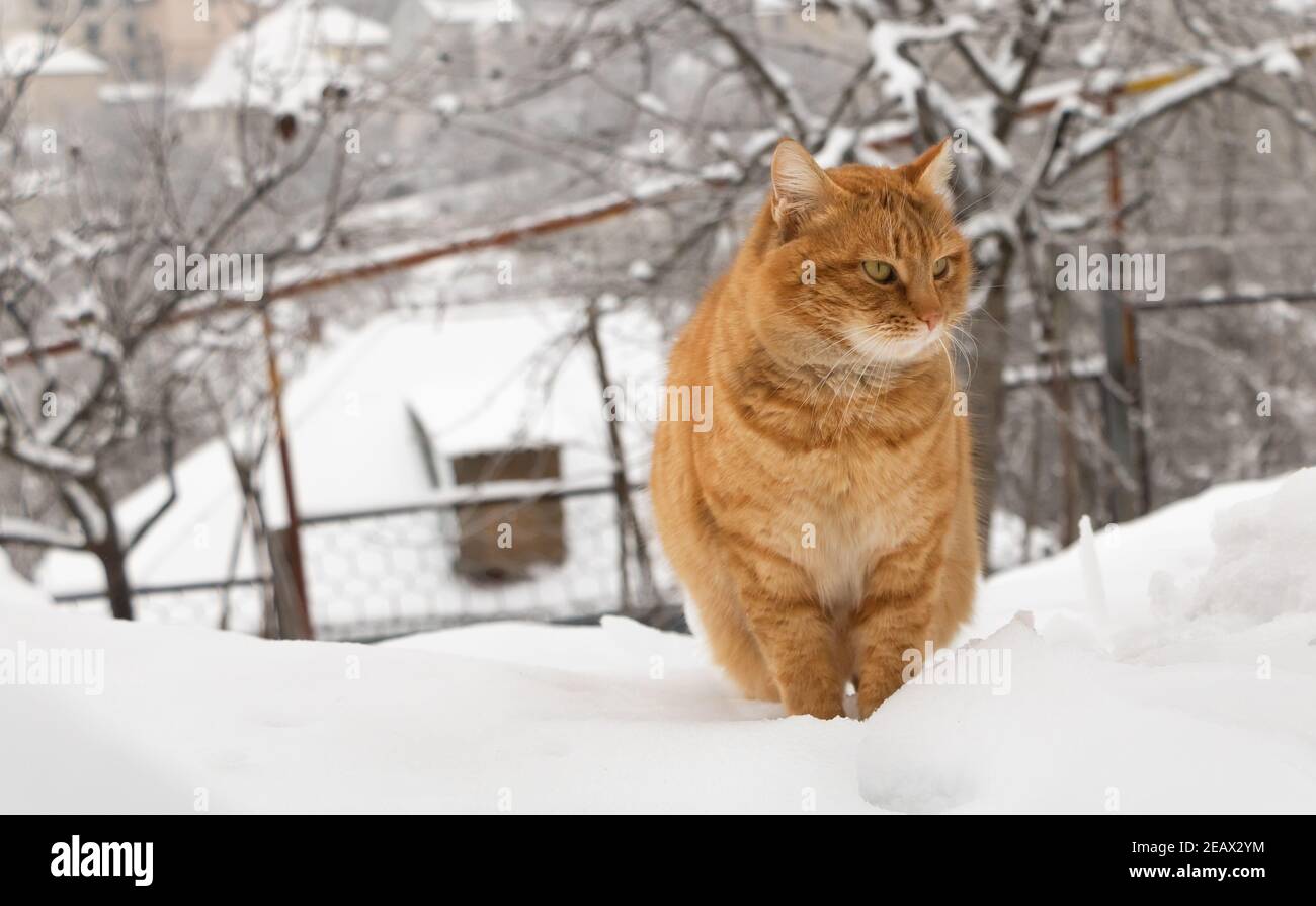 Funny cats in snow hi-res stock photography and images - Alamy