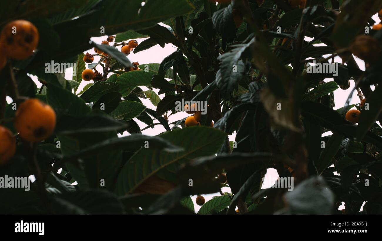 Japan medlar hi-res stock photography and images - Alamy