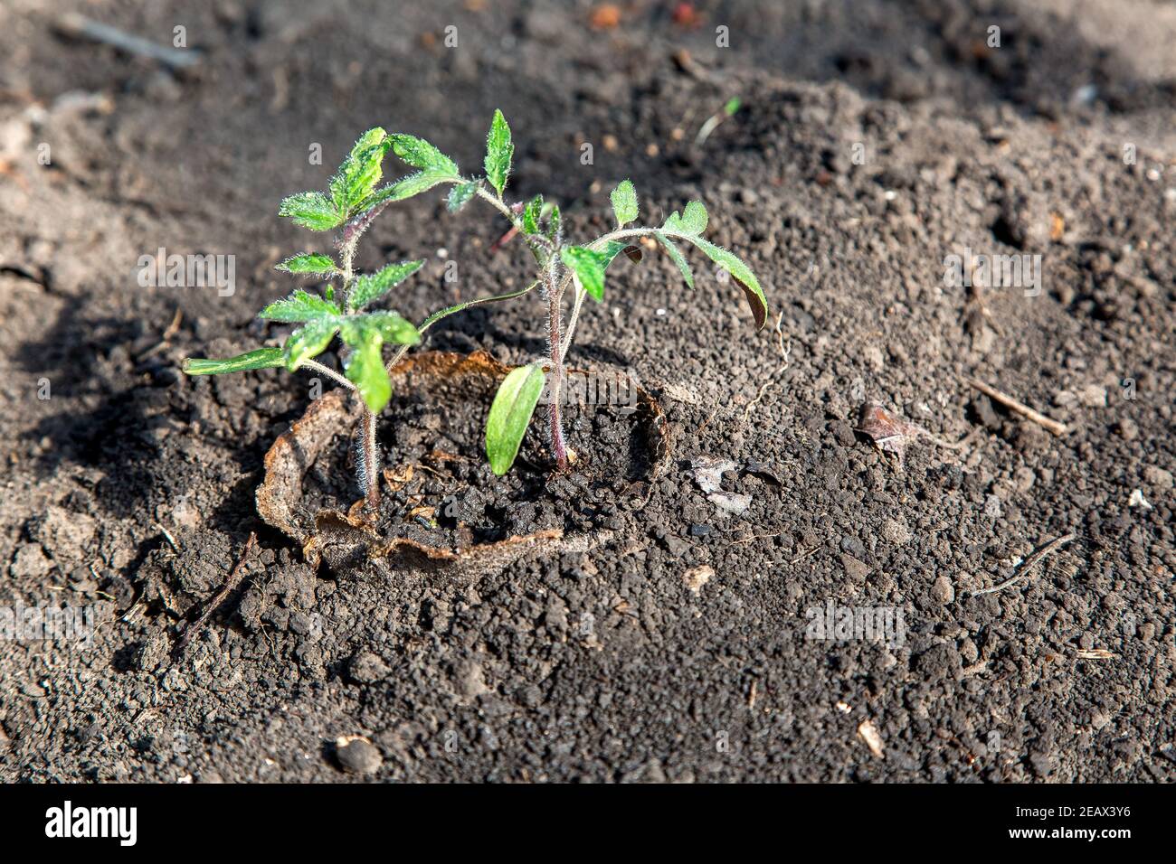tomato seedling planted in the ground agricultural plant planting and ...