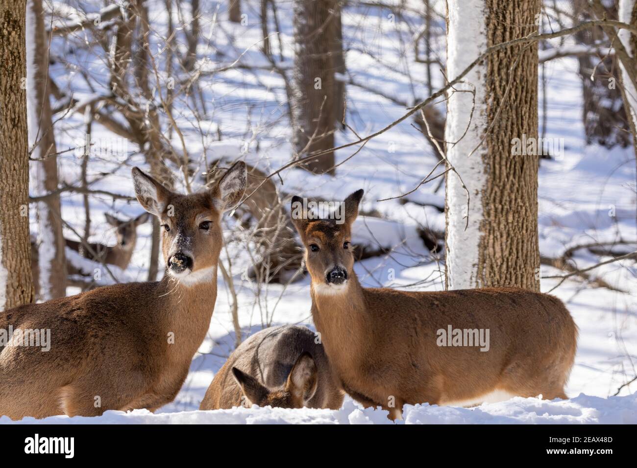 Deer. The white-tailed deer also known as the whitetail or Virginia ...