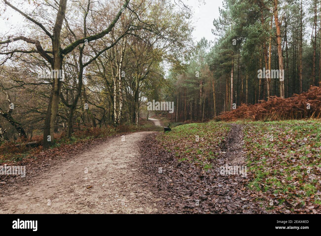 Cannock Chase National Forest visit morning time whith mist Stock Photo ...