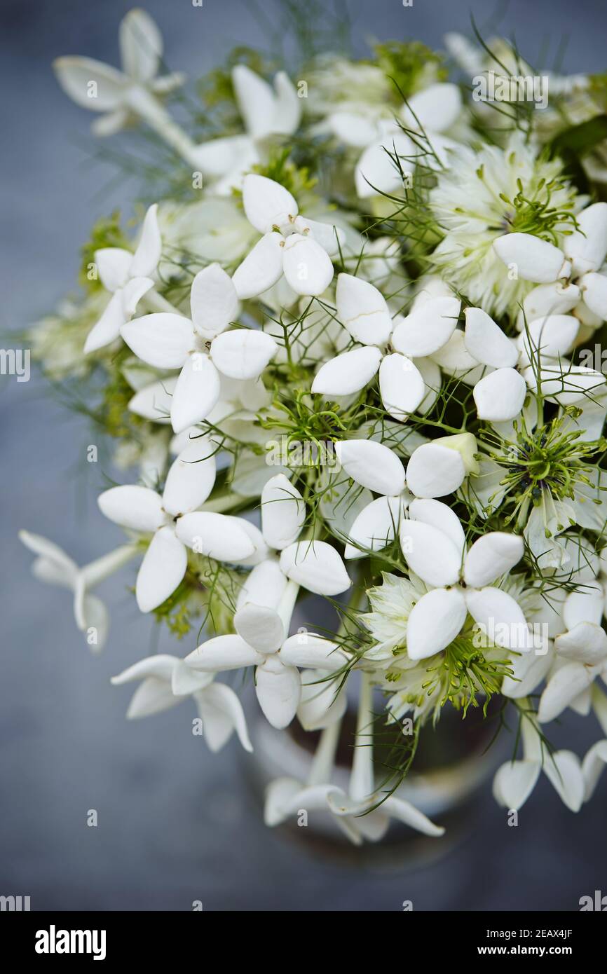 Starlight flowers hi-res stock photography and images - Alamy