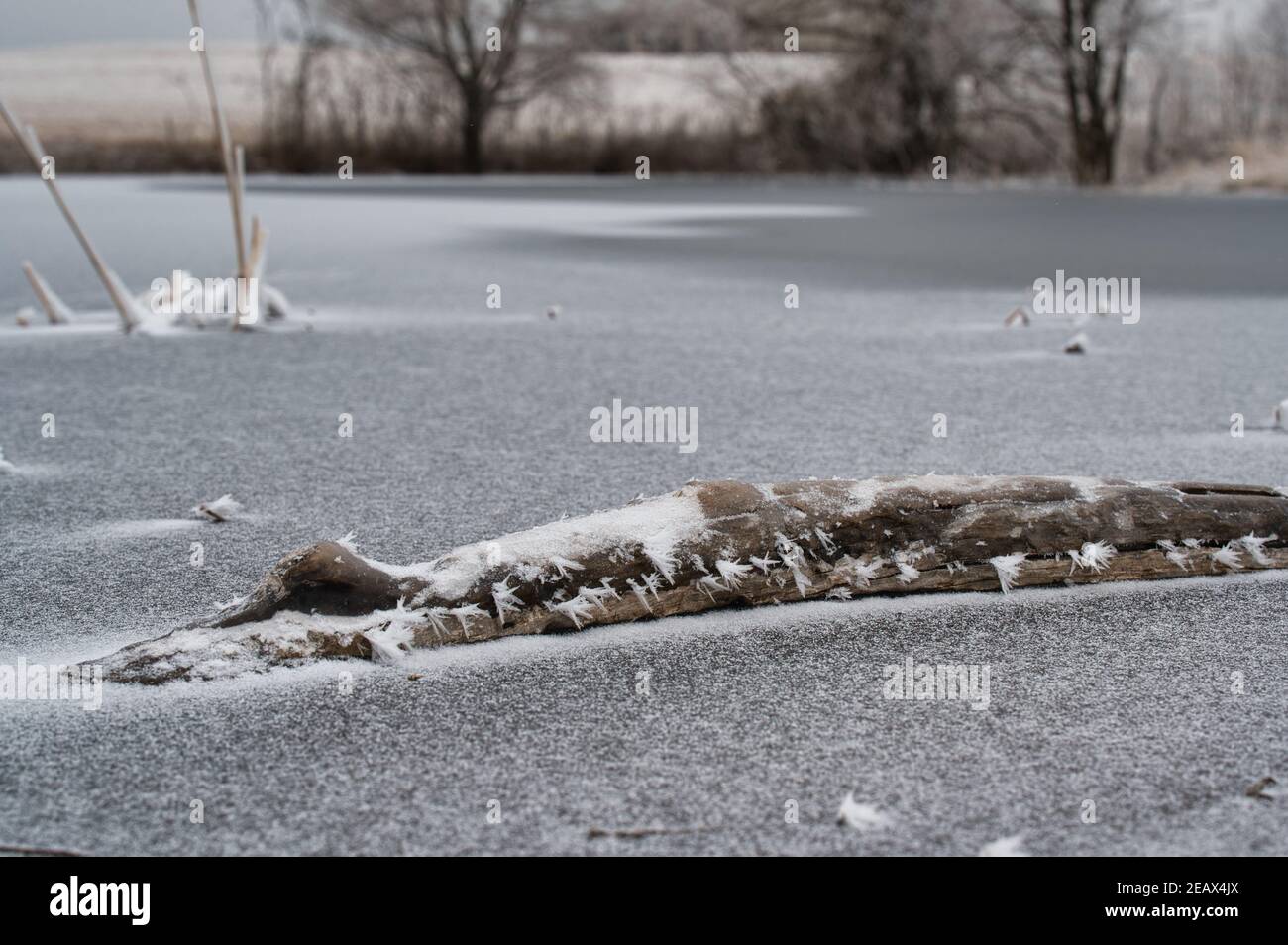 Frozen pond with sunken log and ice crystals Stock Photo - Alamy