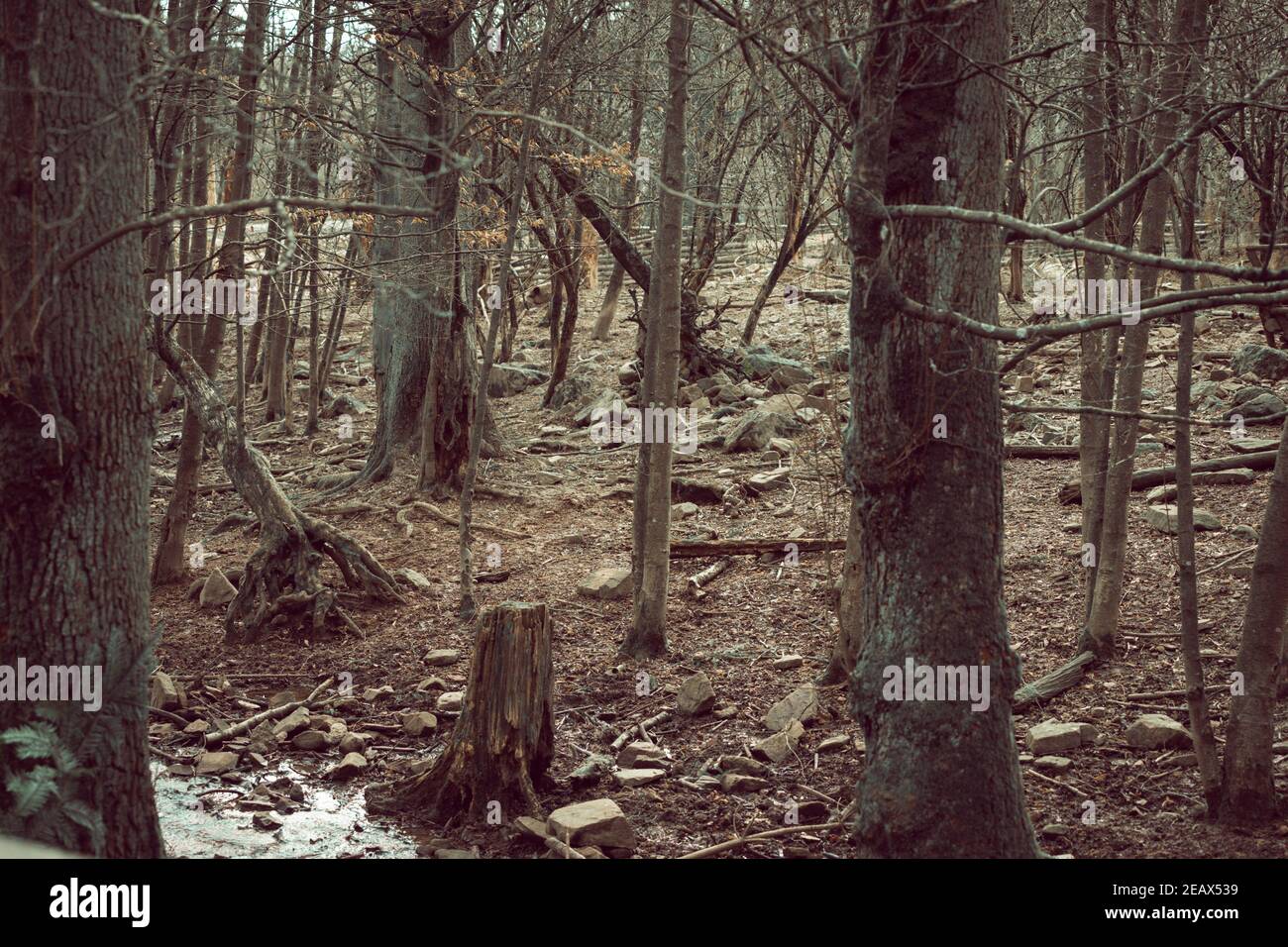 Broken and damaged tree trunks captured in the middle of a forest Stock ...