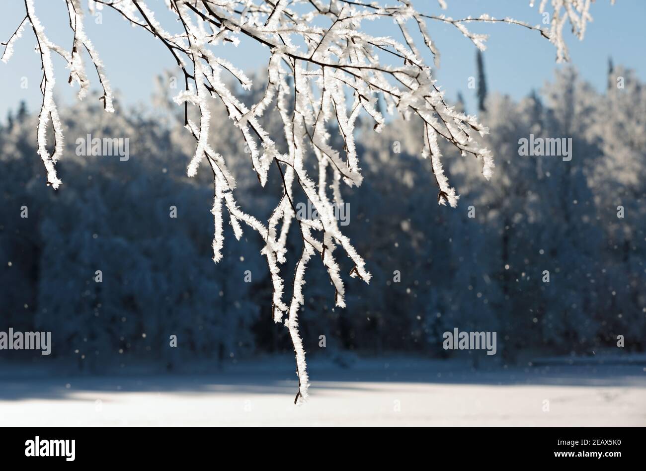 Frost falling from thin tree branches Stock Photo - Alamy