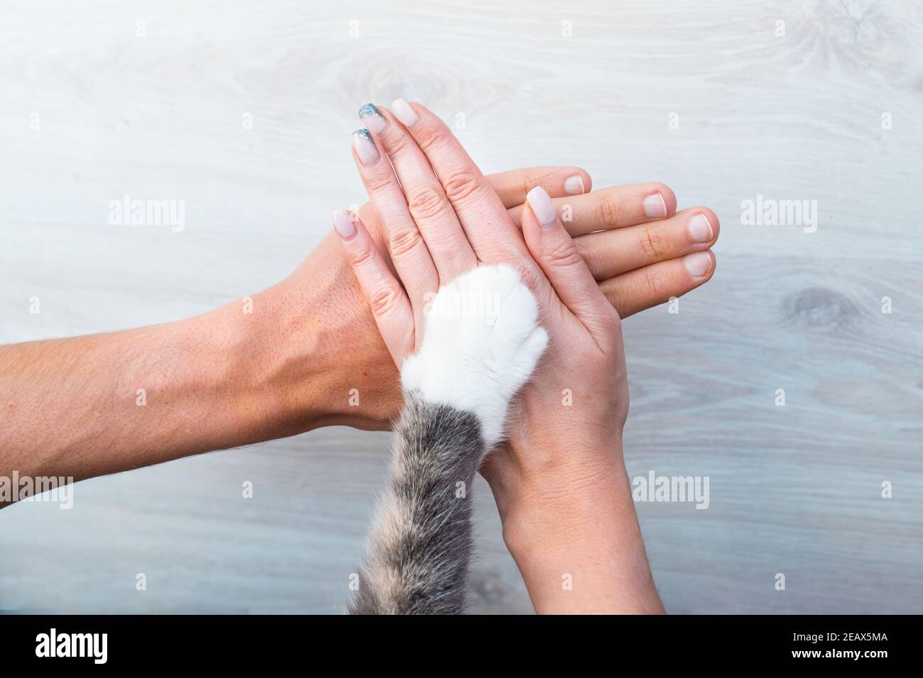 Human cat relations hi-res stock photography and images - Alamy