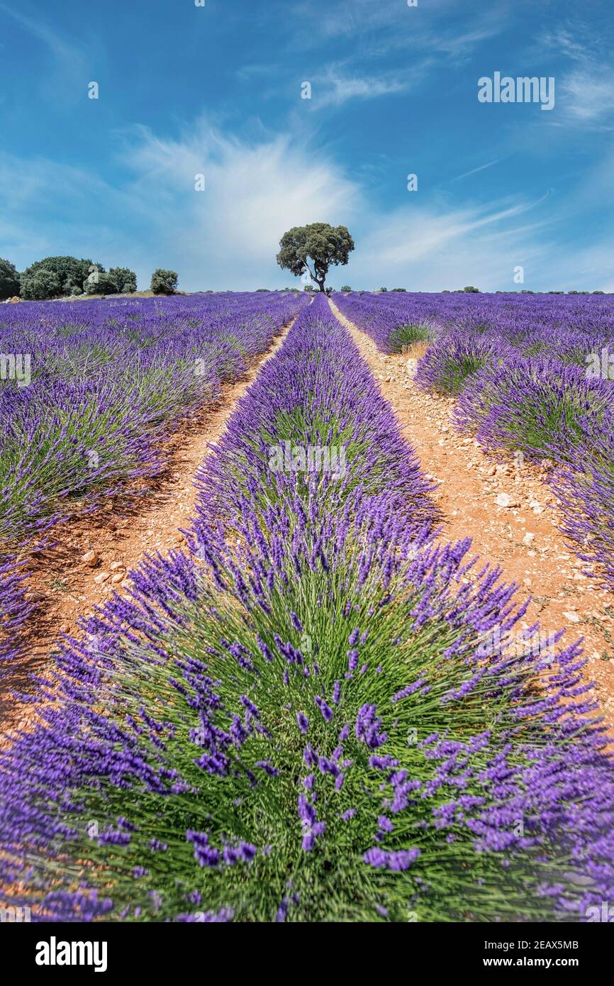 Lavanda vertical hi-res stock photography and images - Alamy