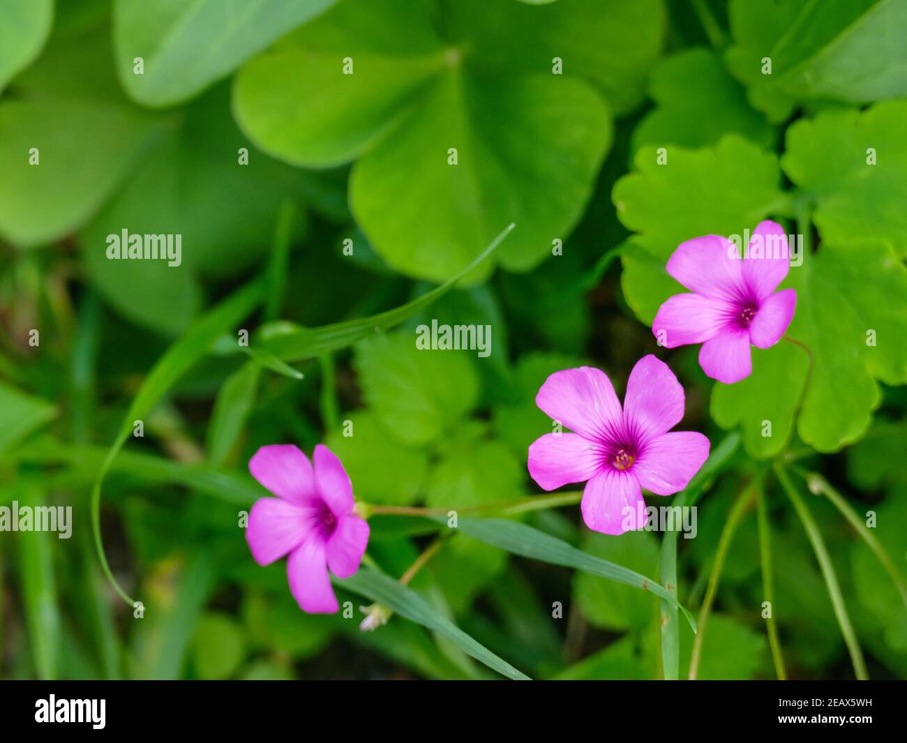 Pink oxalis oxalis articulata oxalidaceae hi-res stock photography and ...