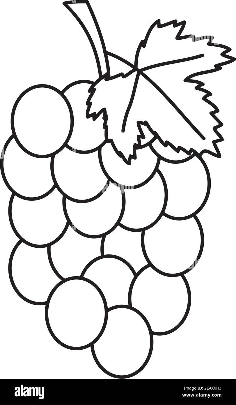 bunch of grapes icon over white background, line style, vector ...