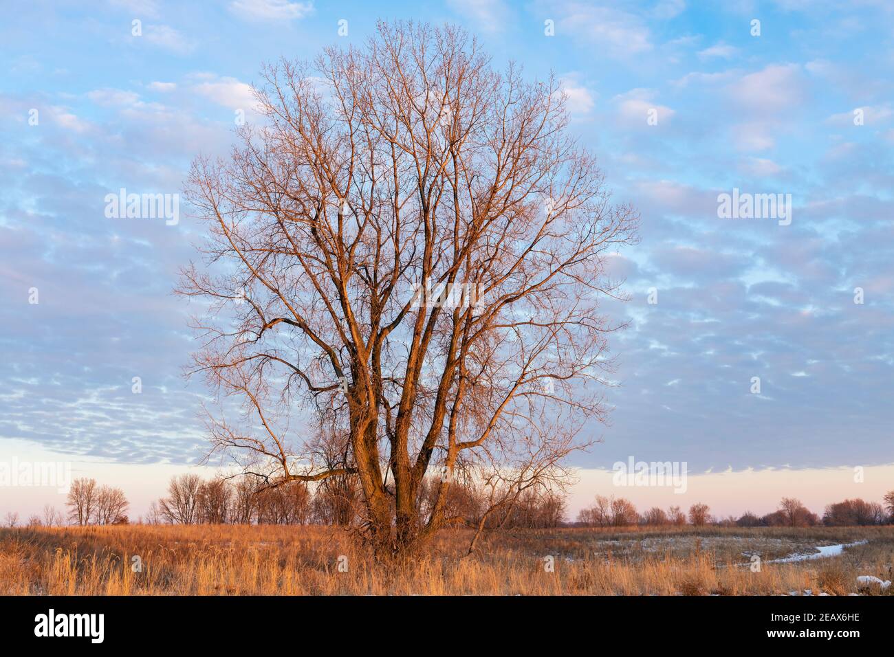 Eastern cottonwood (Populus deltoides) at sunset, Autumn, E USA, by ...