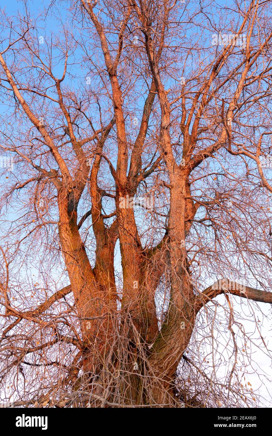 Eastern cottonwood (Populus deltoides) at sunset, Autumn, E USA, by ...