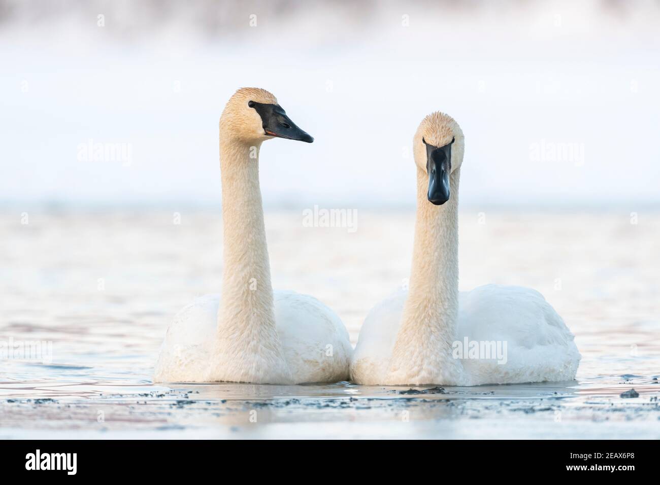 Curled up sleeping swan hi-res stock photography and images - Alamy