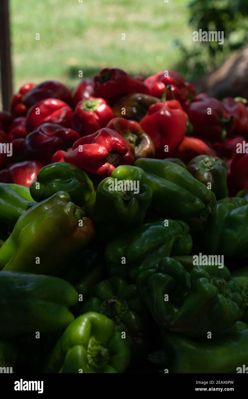 Natural bell peppers from organic cultivation in red and green colors ...