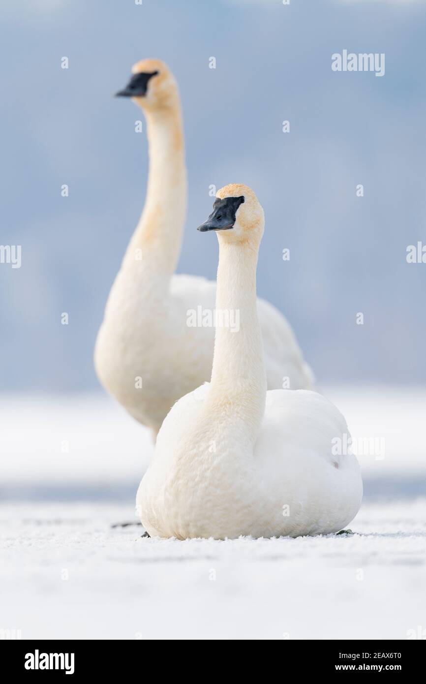 Curled up sleeping swan hi-res stock photography and images - Alamy