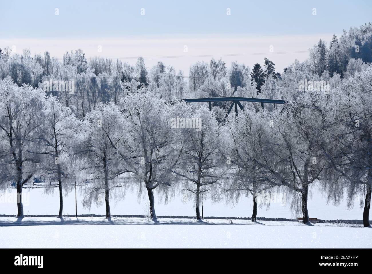 Willow structure in tree hi-res stock photography and images - Alamy