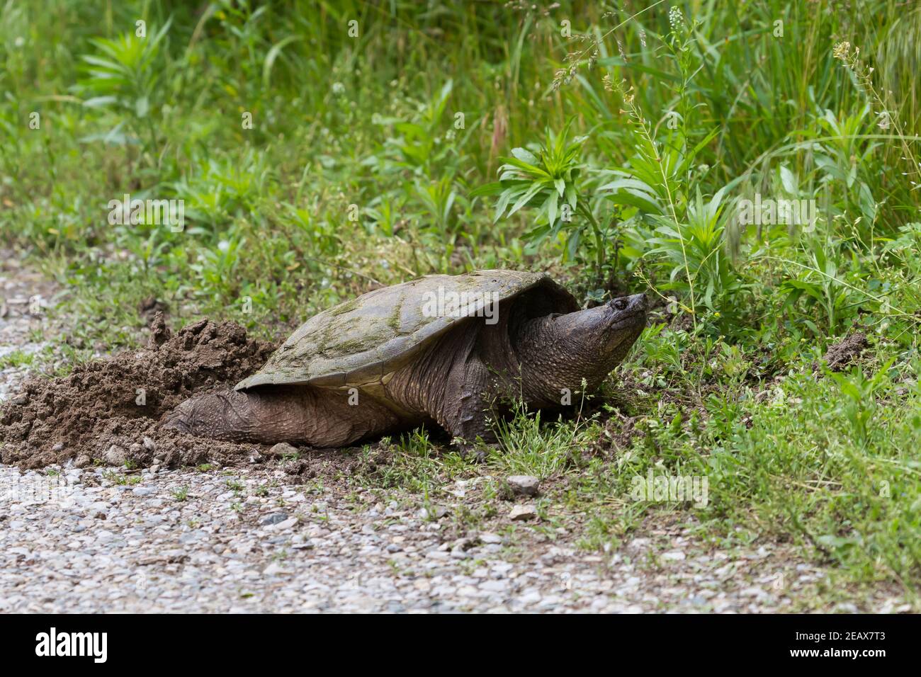 Snapping Turtle Laying Eggs