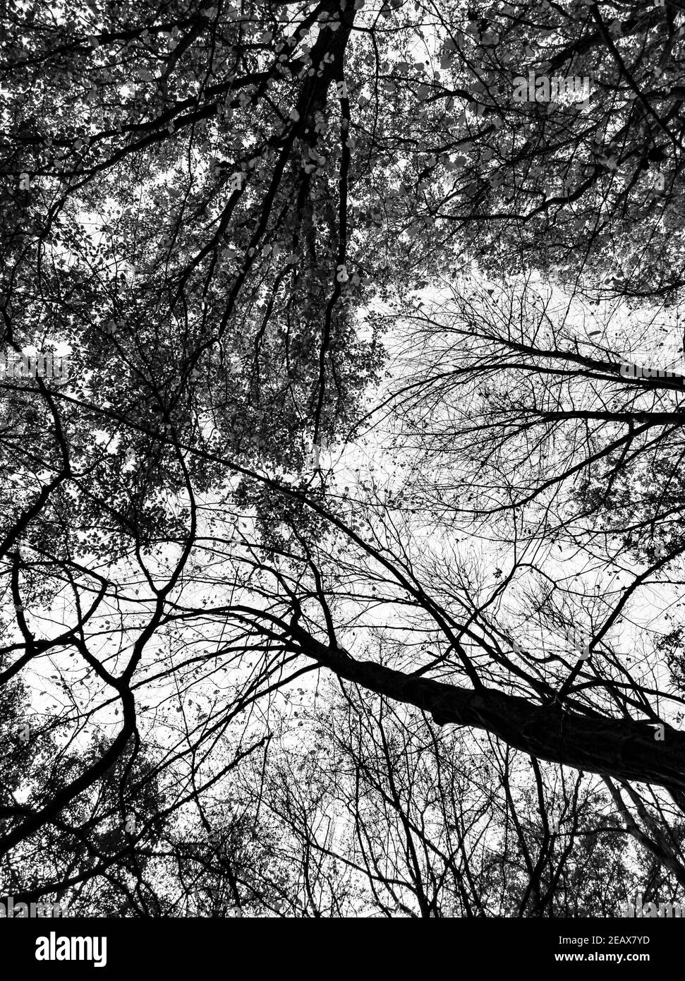 Grayscale low angle of the branches of tall trees in a park Stock Photo ...