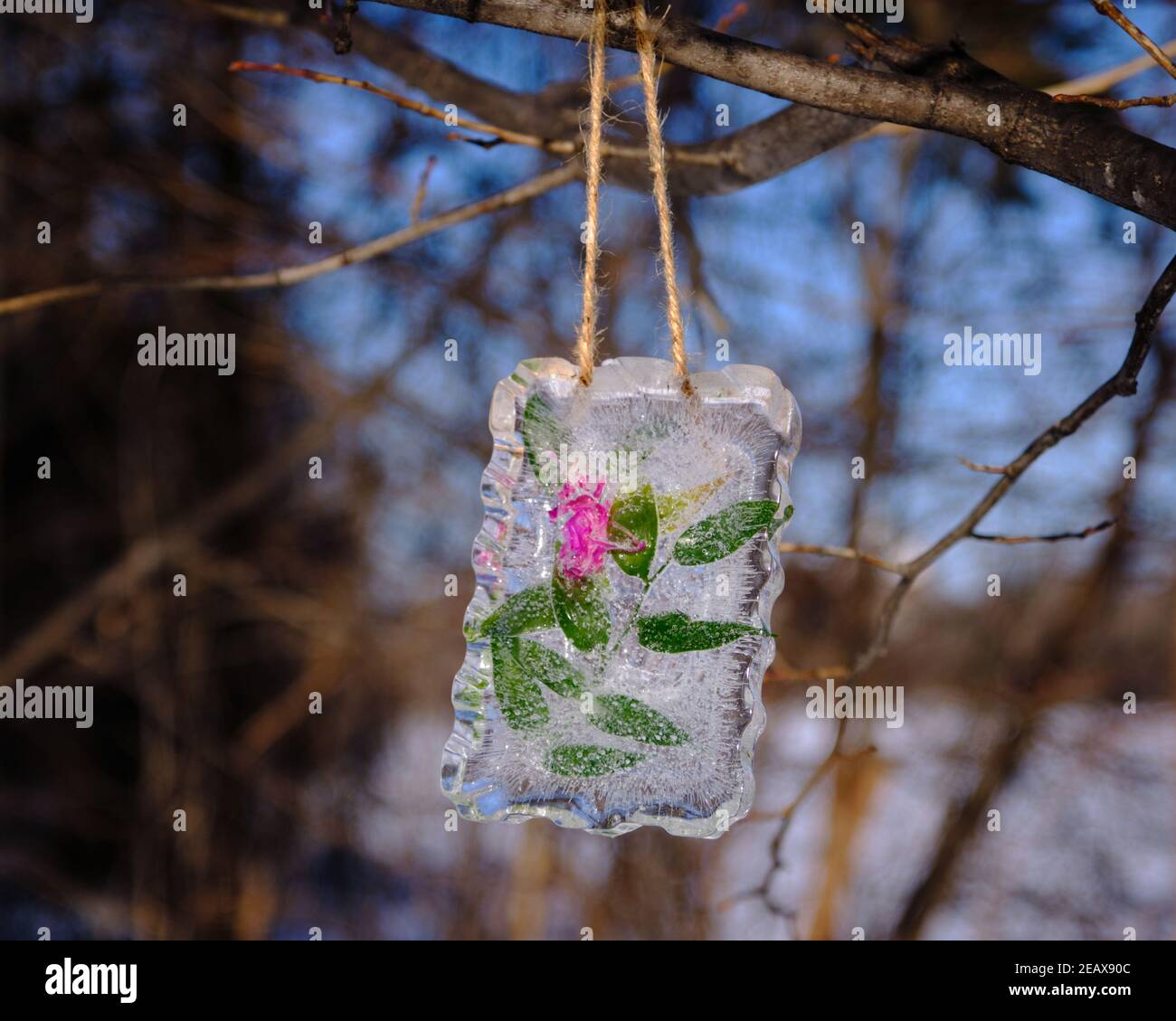 Icy art display of tableau of dried twigs and fruit frozen in ice ...