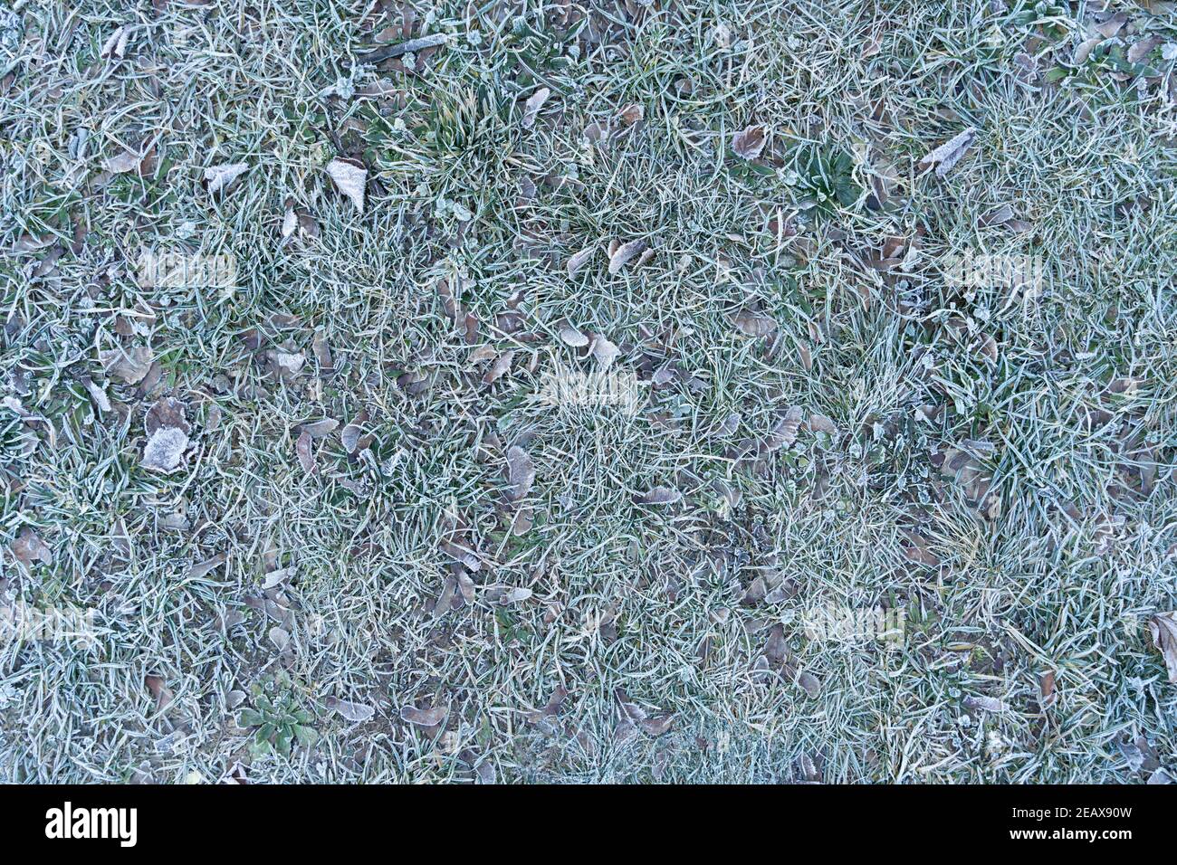 Frozen Ground Texture