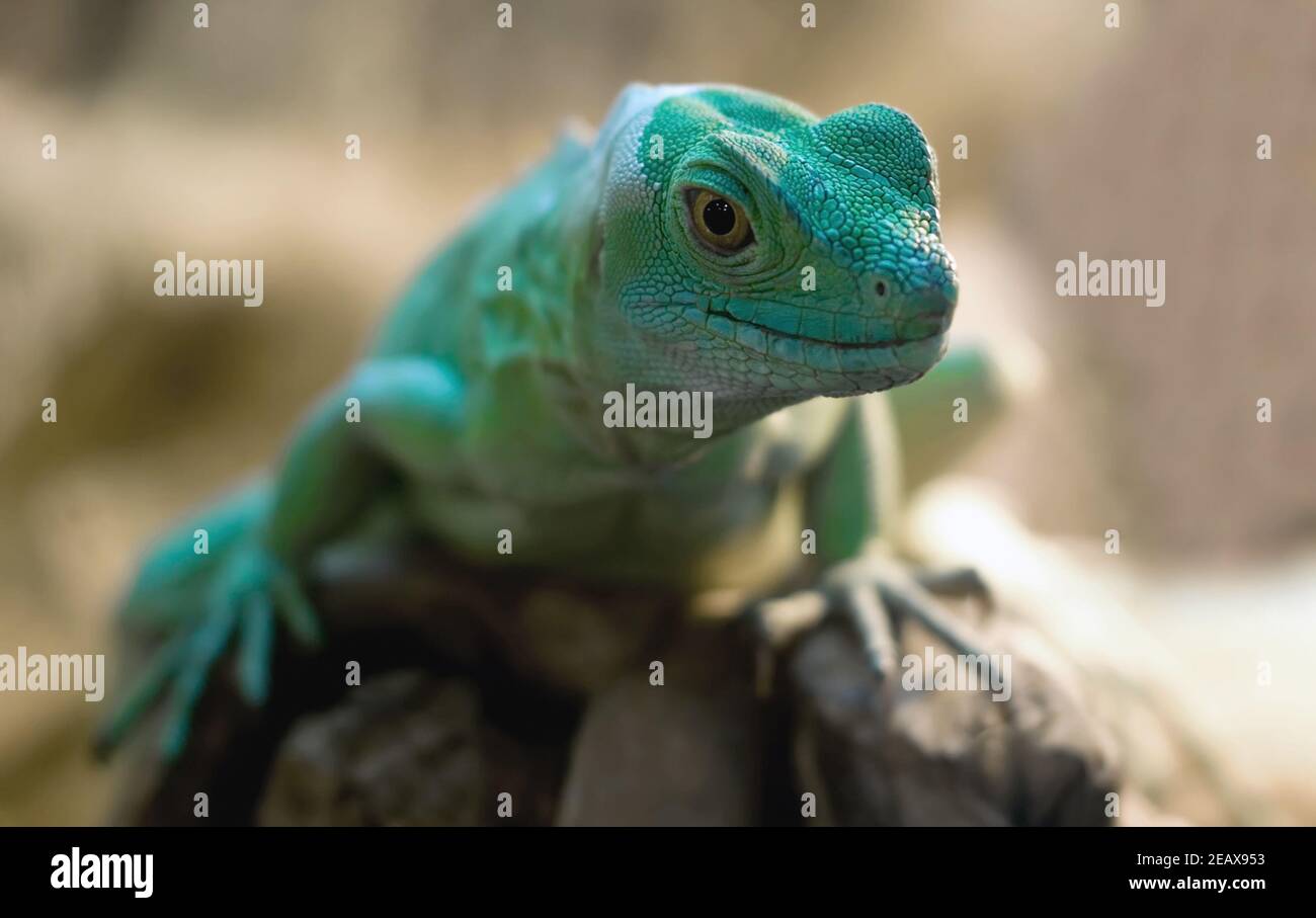 The Green Water Agama High Resolution Stock Photography and Images - Alamy