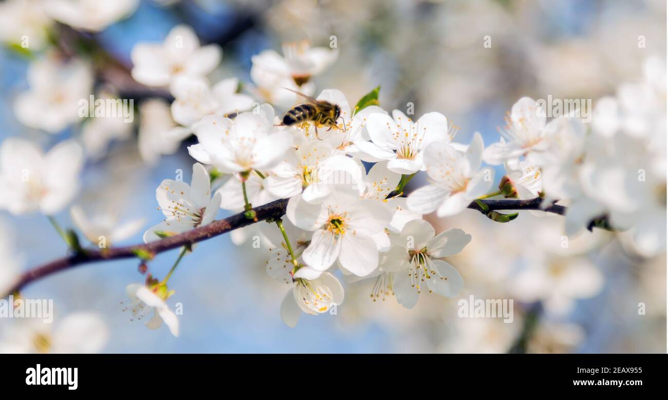 Honey bee collecting pollen in spring flower sakura petals blur ...
