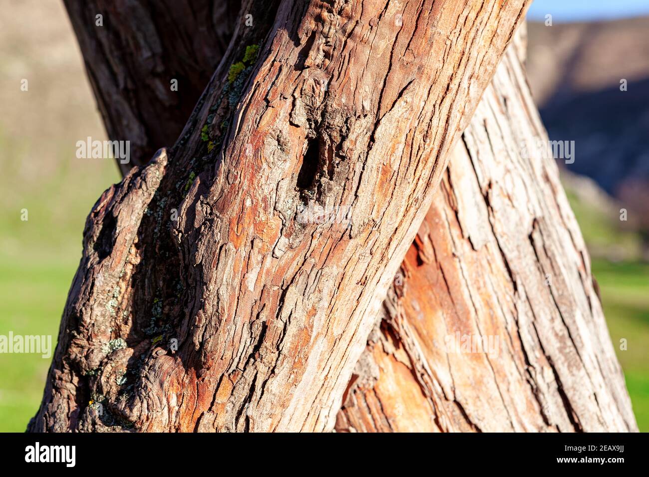 Details of coniferous trunk and tree bark Stock Photo - Alamy