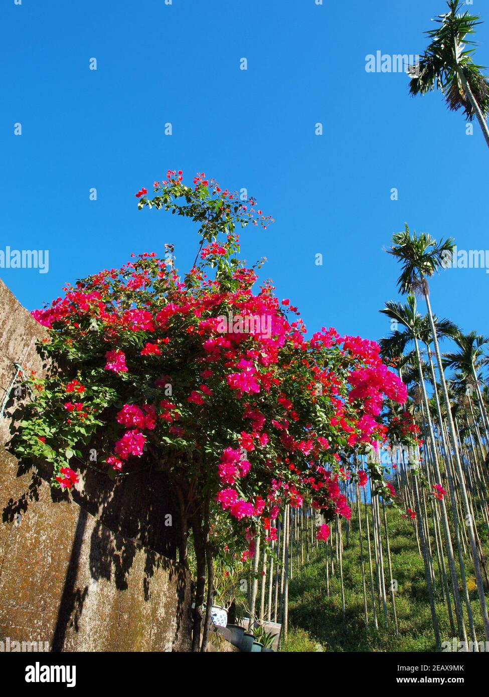 Areca Flower High Resolution Stock Photography and Images - Alamy