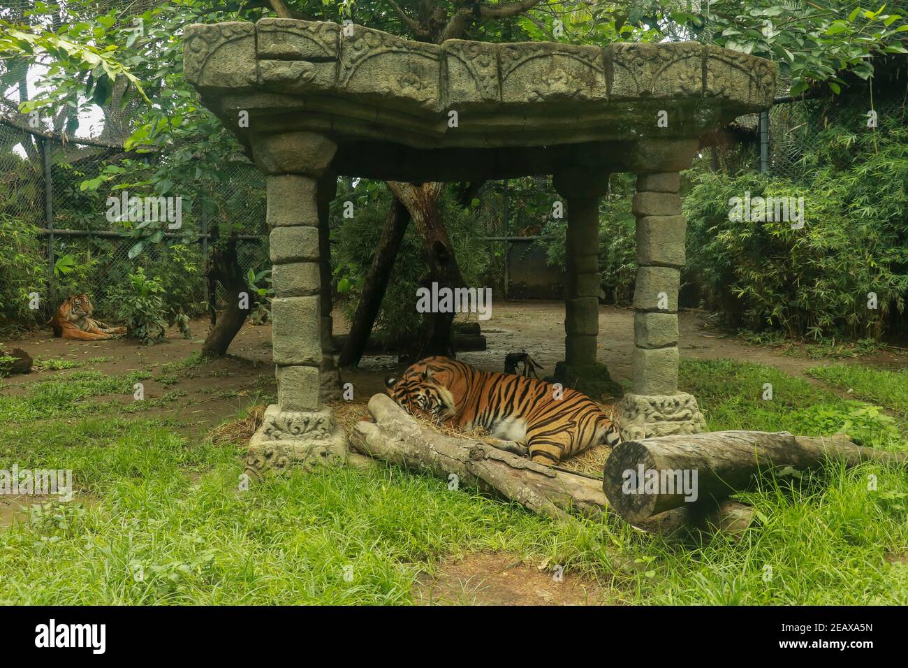Portrait of Sumatran Tiger Panthera Tigris Sumatrae big cat in ...