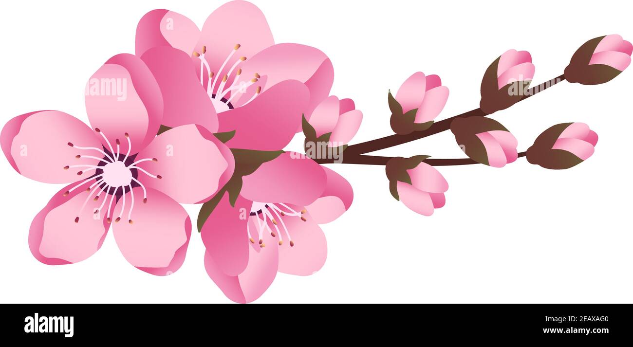 Cute sakura flowers pattern Stock Vector Images - Alamy