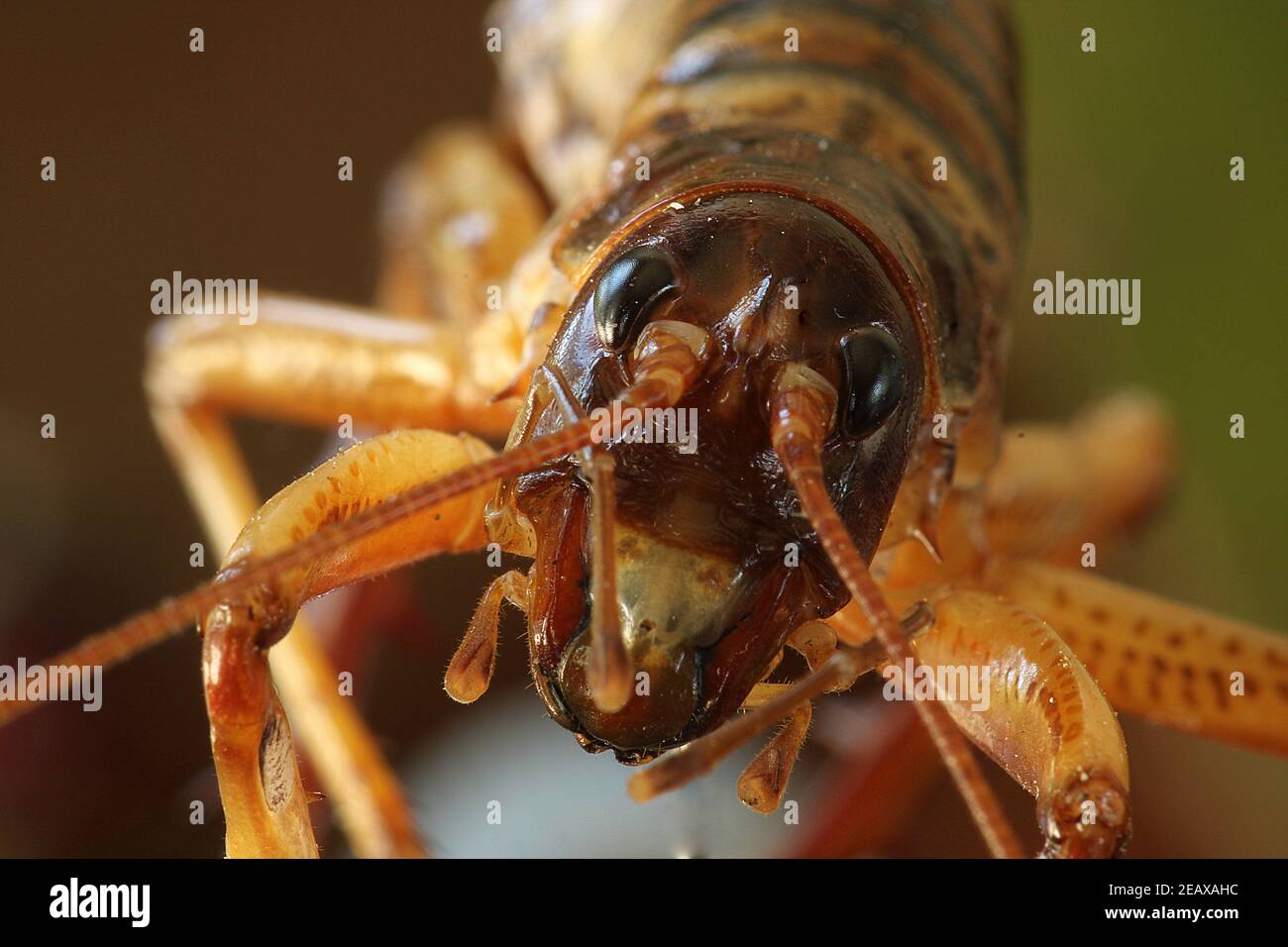 Wellington tree weta hemideina crassidens hi-res stock photography and ...