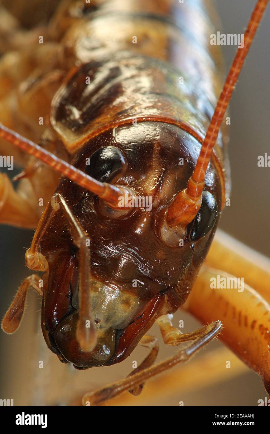 Wellington tree weta (Hemideina crassidens) macro head shots Stock ...