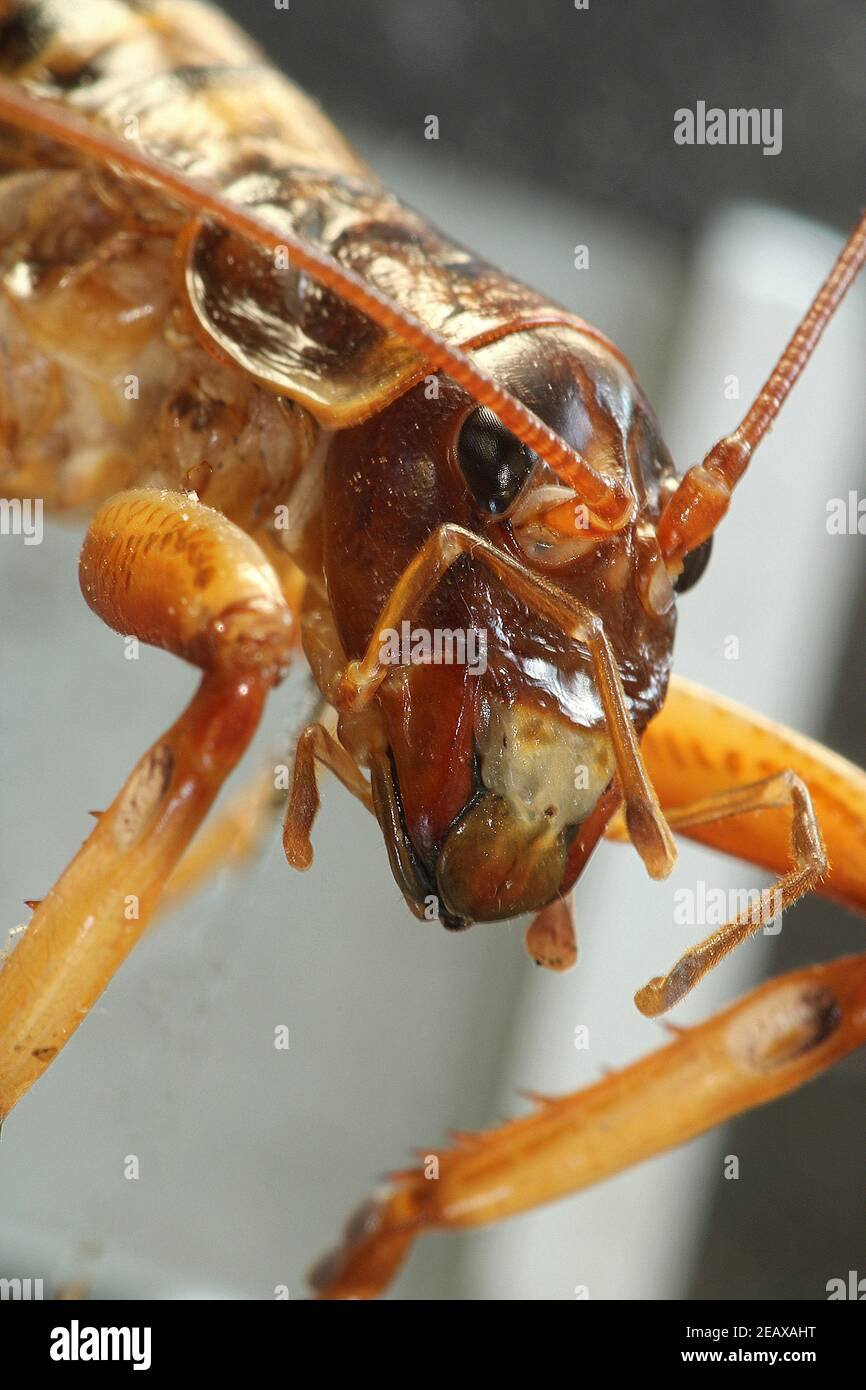 Wellington tree weta (Hemideina crassidens) macro head shots Stock ...
