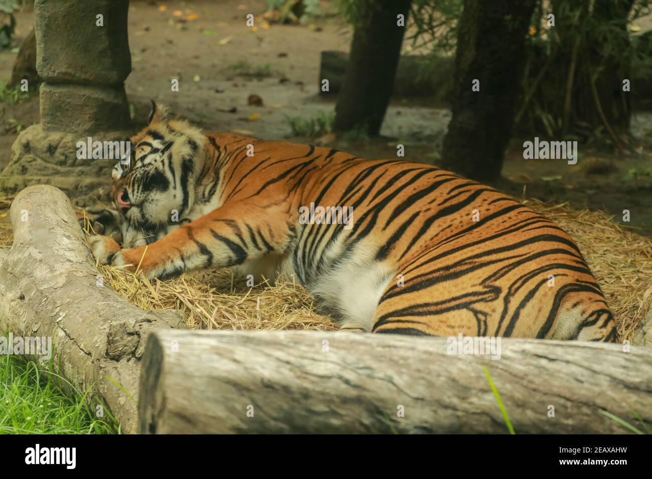 Tiger on a log hi-res stock photography and images - Alamy