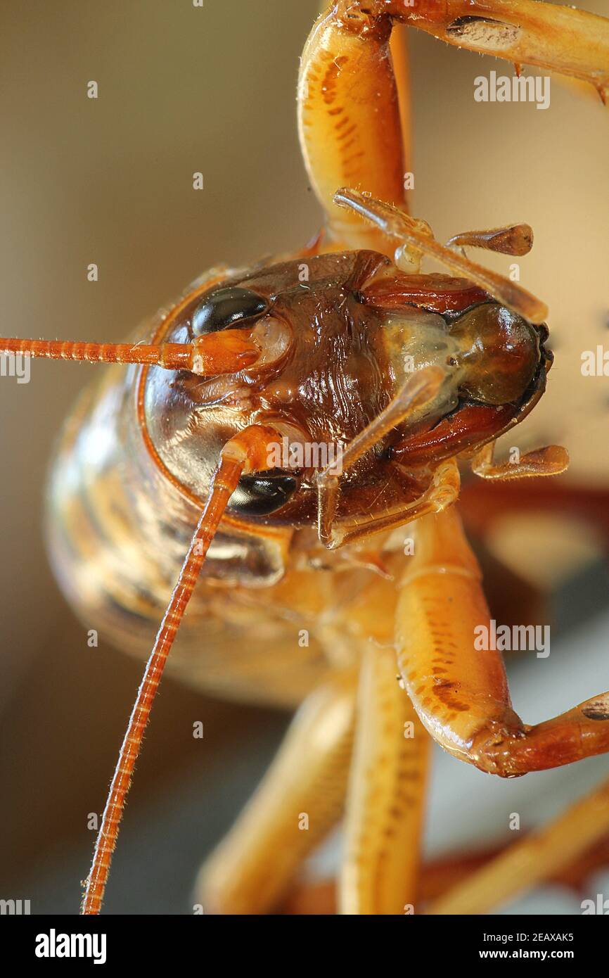 Wellington tree weta (Hemideina crassidens) macro head shots Stock ...