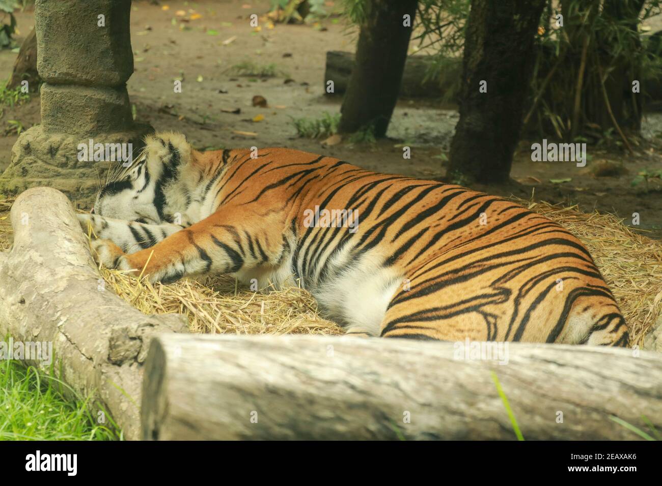 Tiger on a log hi-res stock photography and images - Alamy