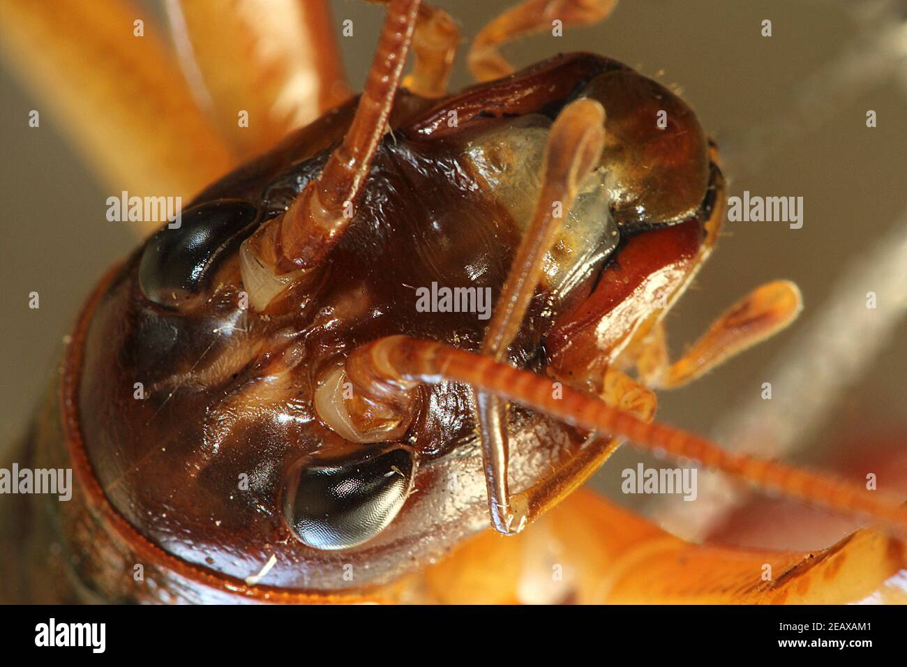 Wellington tree weta (Hemideina crassidens) macro head shots Stock ...