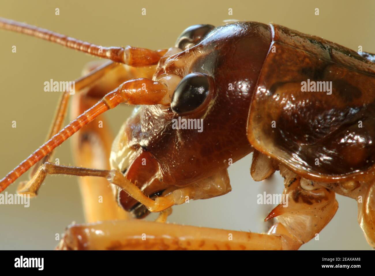 Wellington tree weta (Hemideina crassidens) macro head shots Stock ...