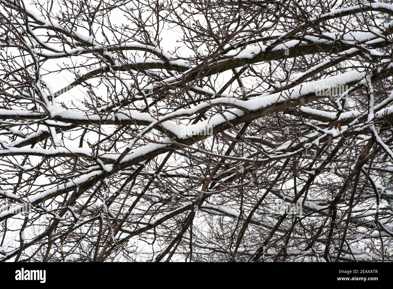 Branches frame scene hi-res stock photography and images - Alamy