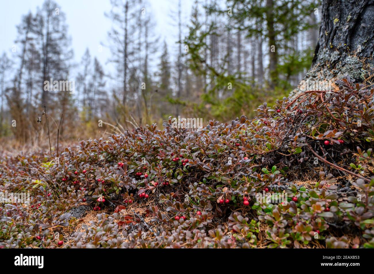 Wild taiga lingonberry. The plant is rich in various vitamins Stock ...