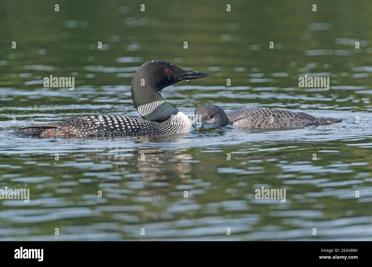Adult and Baby Loon Bonding in a Lake in the Sylvania Wilderness in ...
