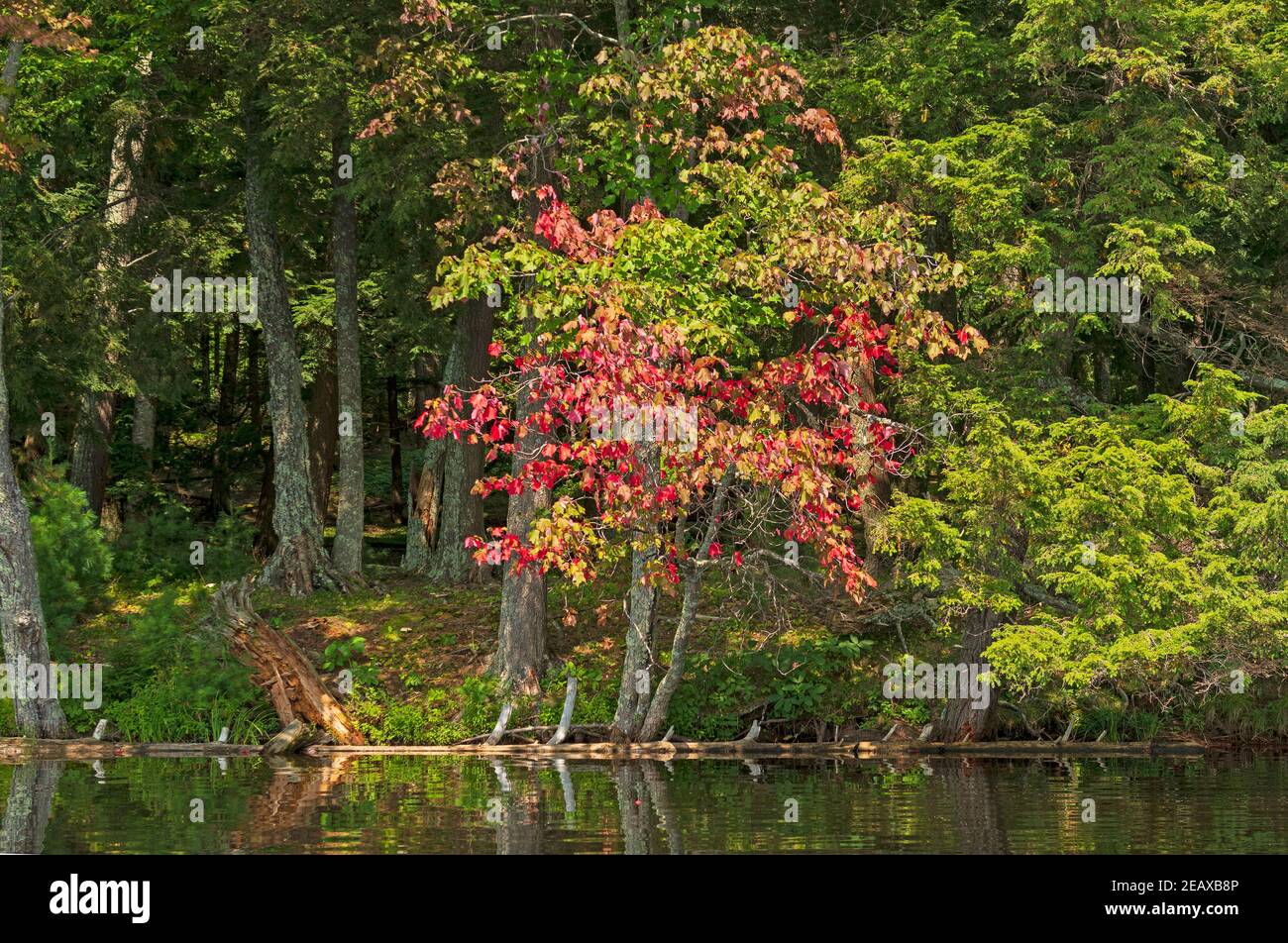 Colorful Tree on the Water's Edge on Mountain Lake in the Sylvania ...