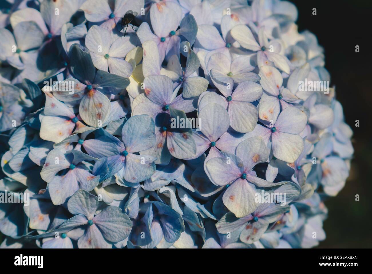 Blue Hydrangea (Hydrangea macrophylla) or Hortensia flower or blue ...