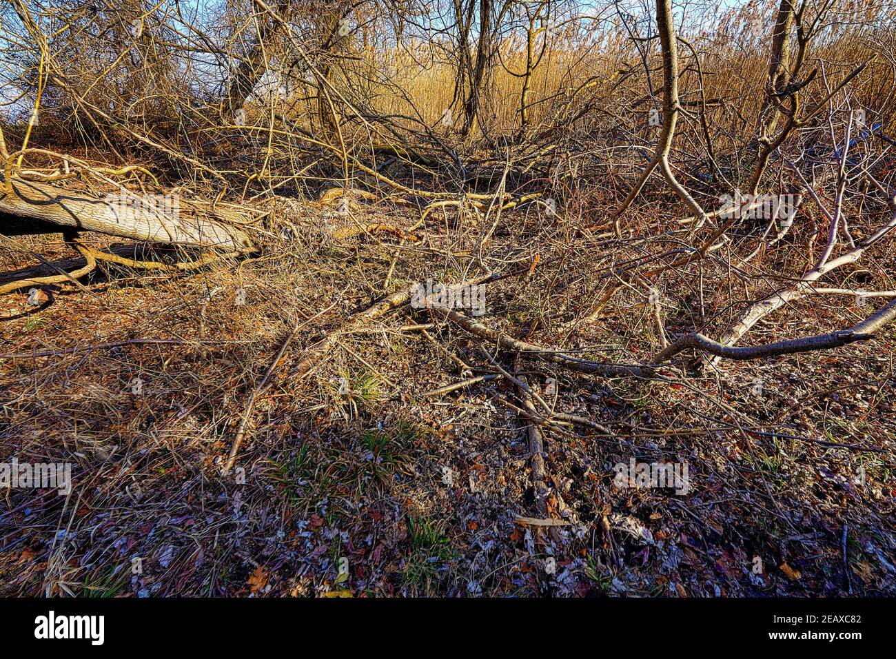 bare fallen trees in a winter forest Stock Photo - Alamy