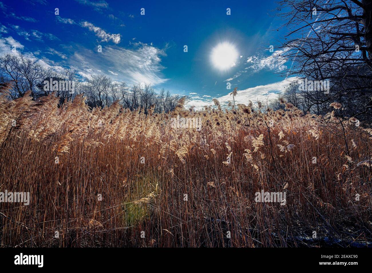 Winter sun grasses hi-res stock photography and images - Alamy