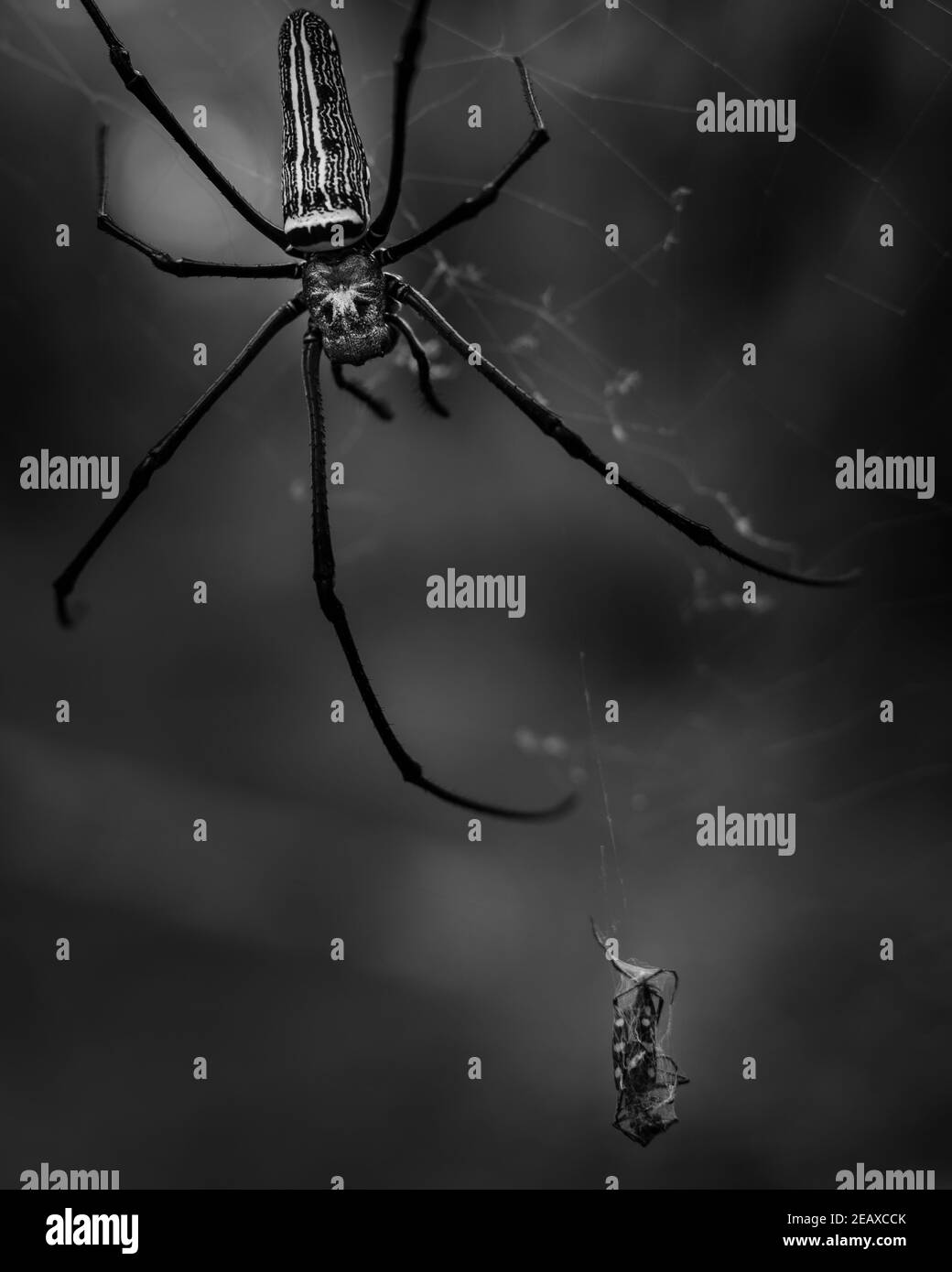 Grayscale shot of a big spider on its web Stock Photo - Alamy