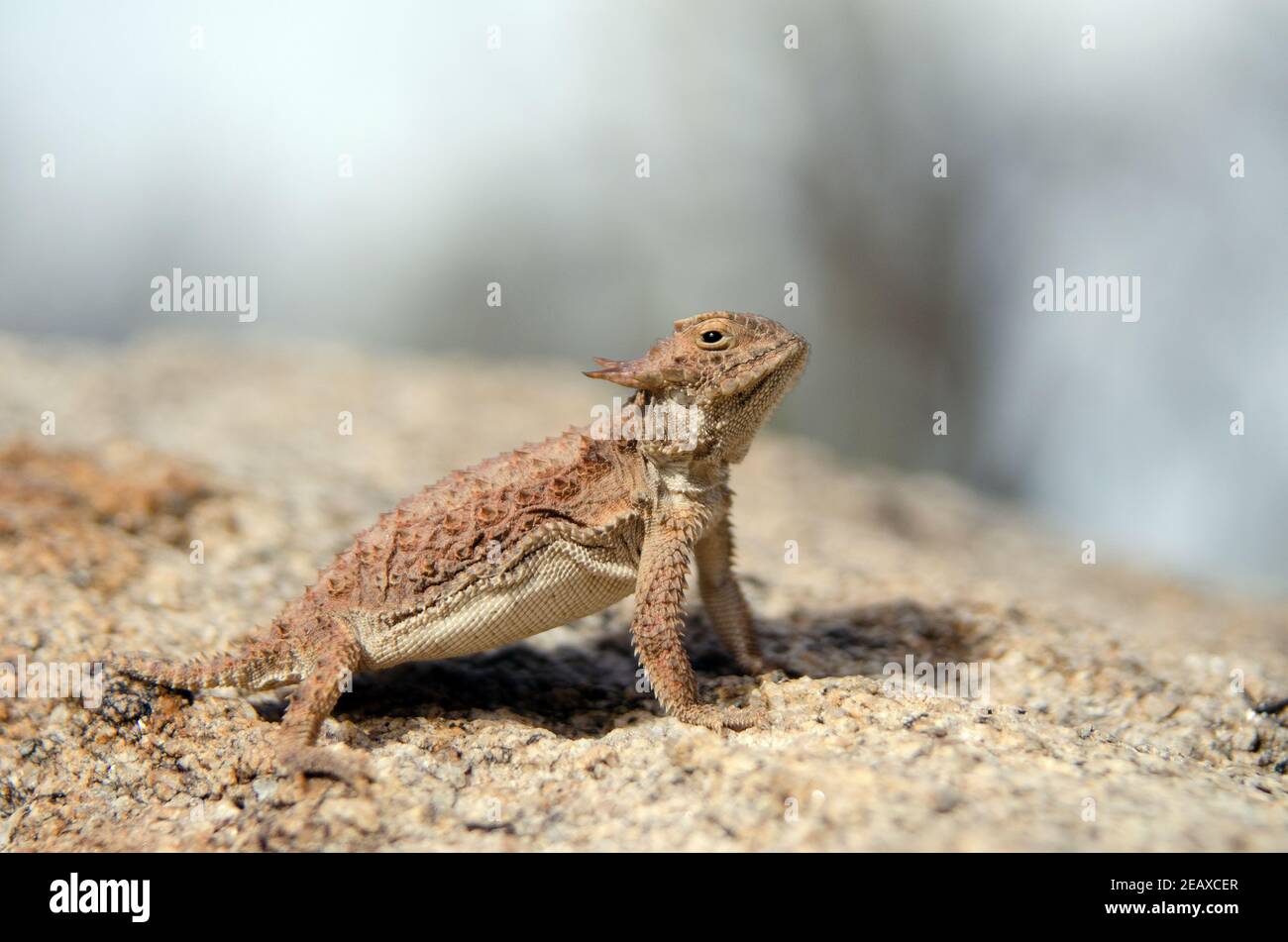 Regal Horned Lizard (Phrynosoma solare Stock Photo - Alamy