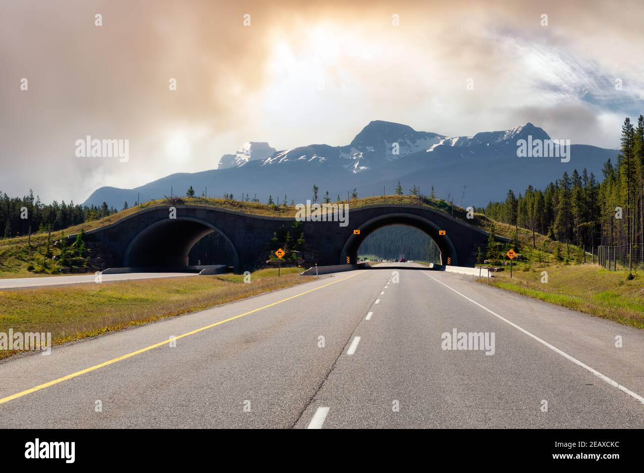 Banff national park wildlife bridge hi-res stock photography and images ...