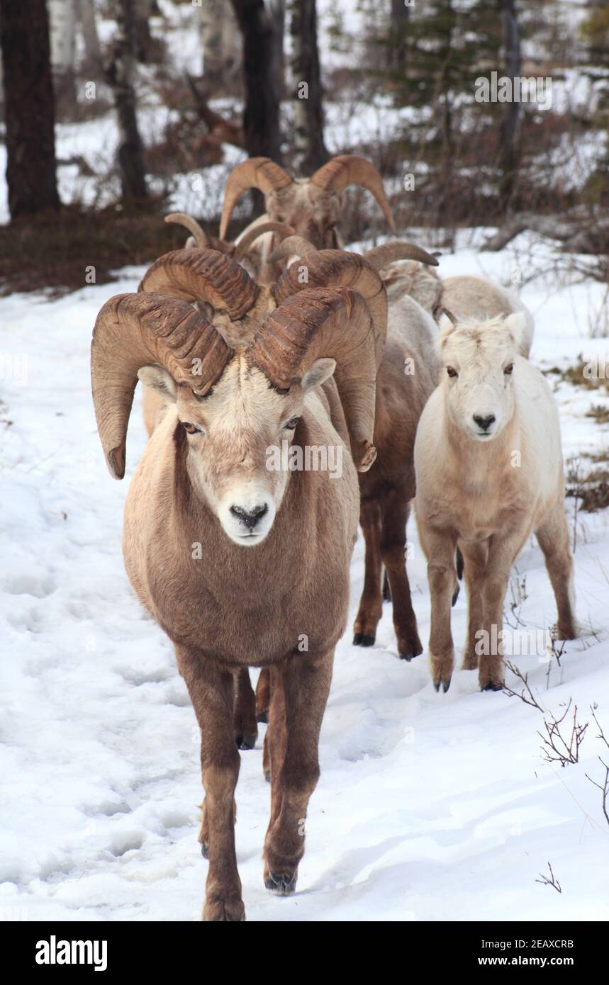 Heard of sheeps hi-res stock photography and images - Alamy