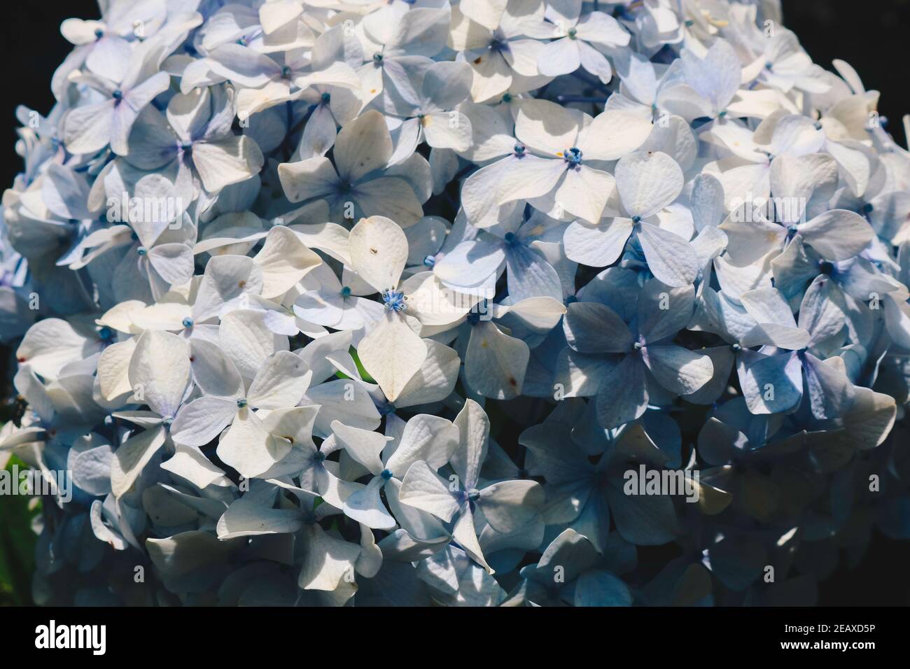 Blue Hydrangea (Hydrangea macrophylla) or Hortensia flower or blue ...