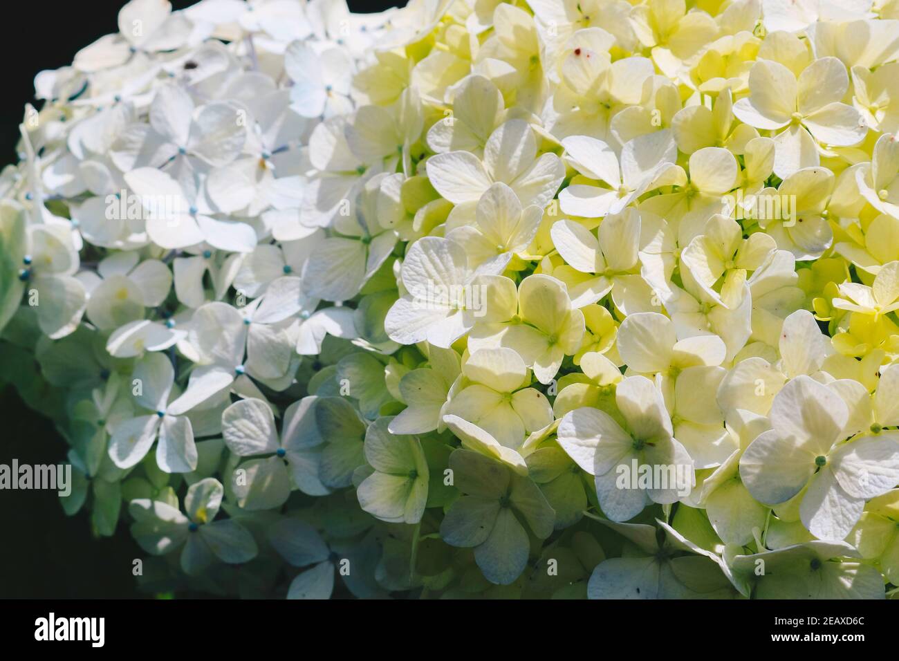 Blue Hydrangea (Hydrangea macrophylla) or Hortensia flower or blue ...